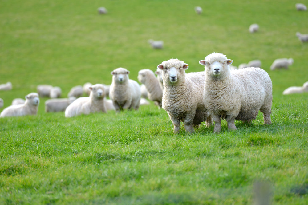 Air Filters – Havelock Wool Insulation